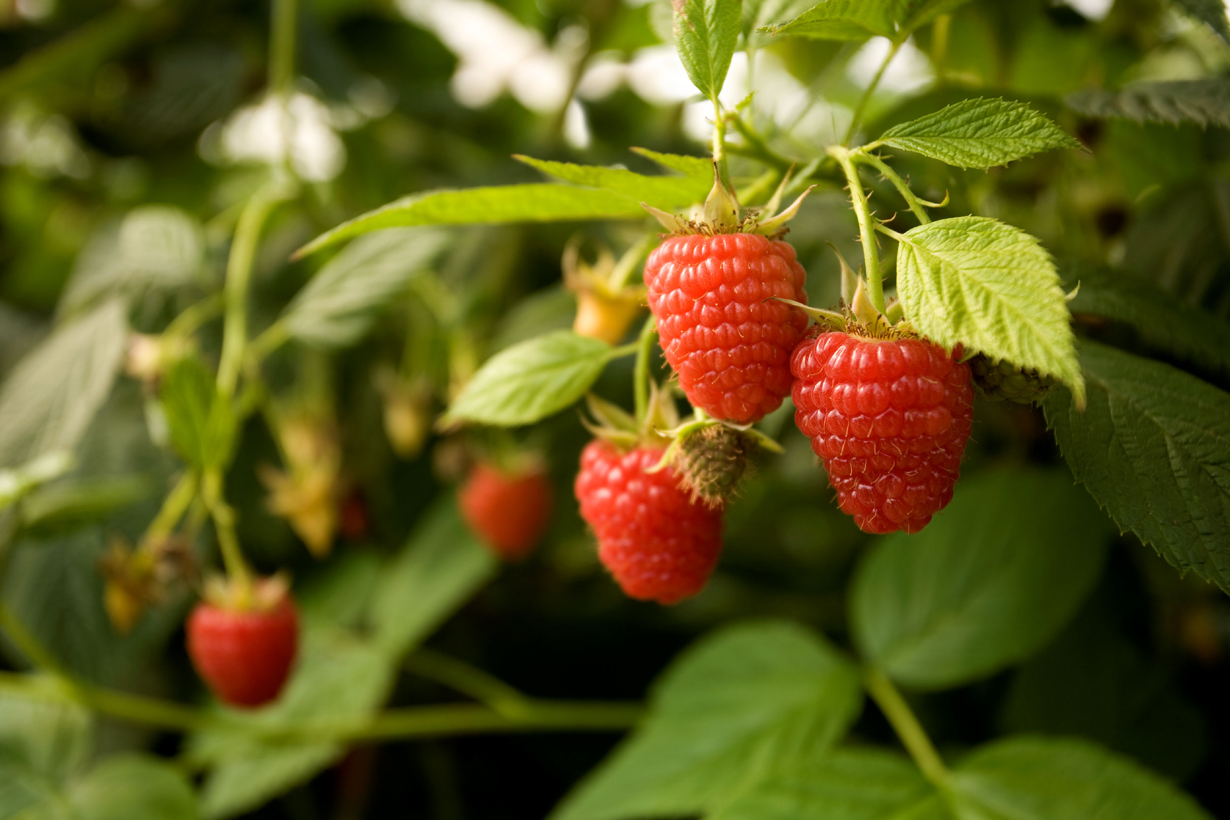 Unlocking Raspberries: Years of Research & Dedication | Driscoll's