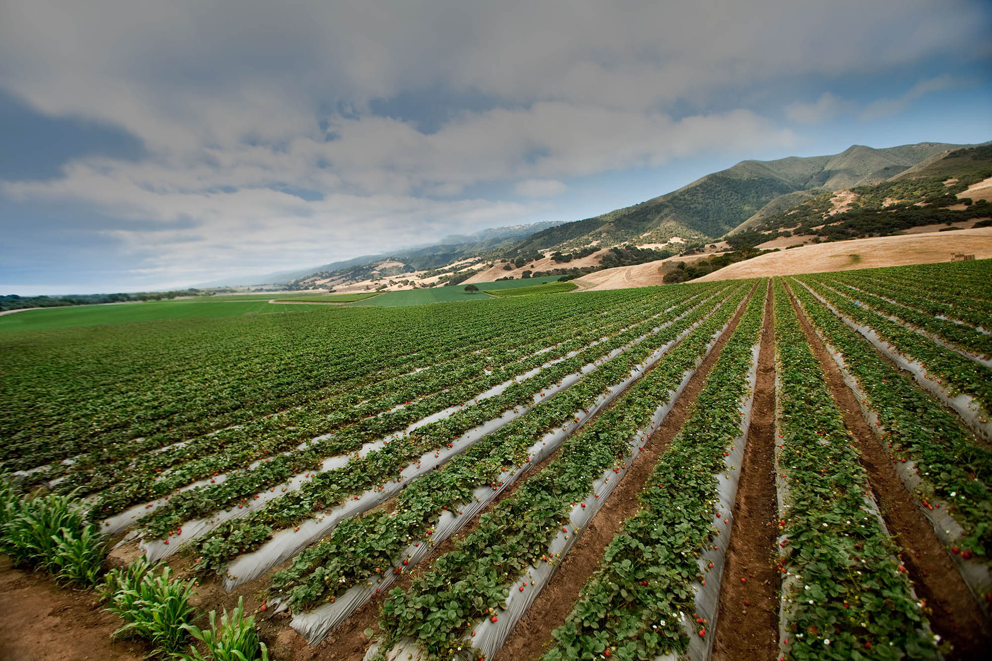 Where We Grow - Driscoll's